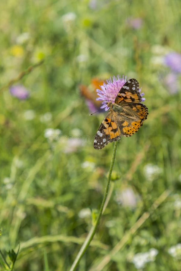 Butterfly on a Flower in a Field. Butterfly on Grass Field with Warm ...