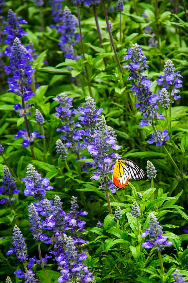 Butterfly in the Flower Fields Stock Image - Image of spring, beauty ...
