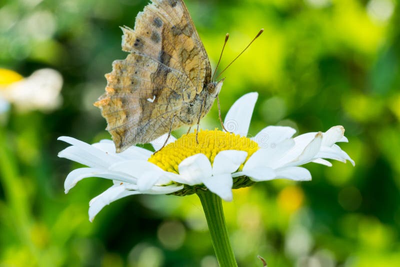 Butterfly stock image. Image of pieridae, summer, nectar - 95512515