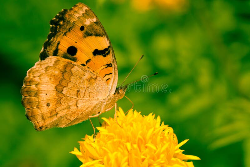 Calm butterfly stock photo. Image of flowers, sits, calm - 56751152