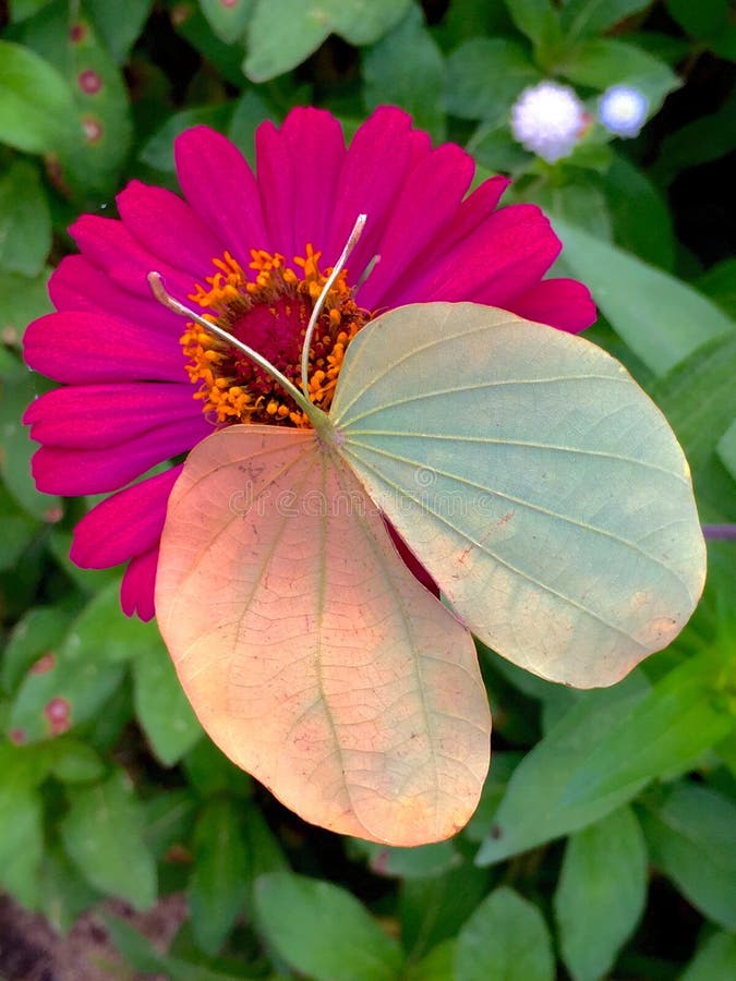 Butterfly on flower stock photo. Image of carpal, pink - 56671912