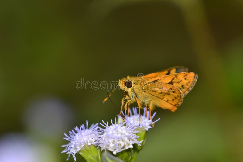 Common bush hopper stock image. Image of blossom, natural - 238455903
