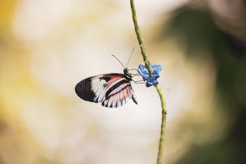 Butterfly on a flower stock image. Image of clear, effect - 254512261