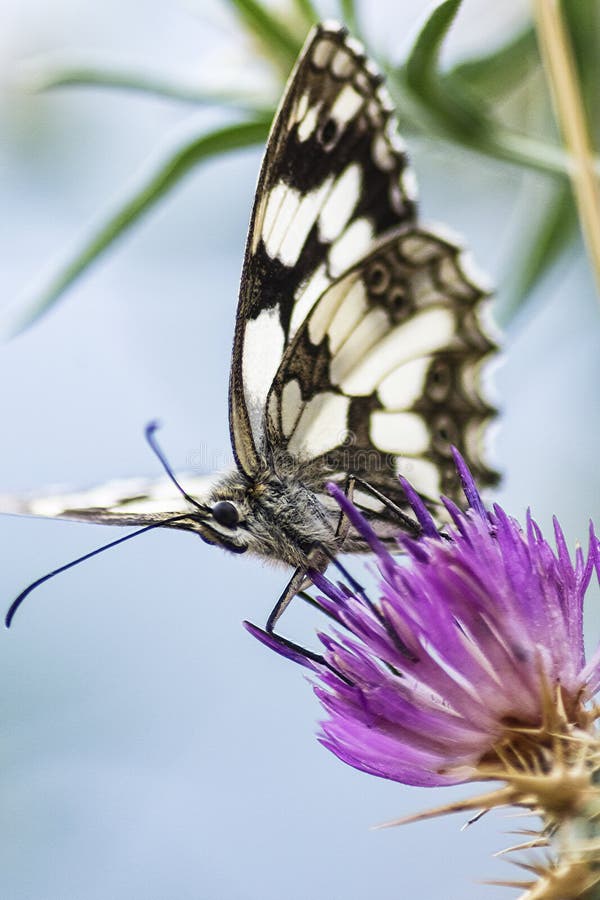 Butterfly on Trailing Abutilon Flower Stock Photo - Image of trailing ...