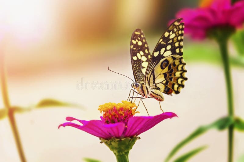 Sunshine Butterfly Nature Splendor High Quality Flower Insects Animal ...