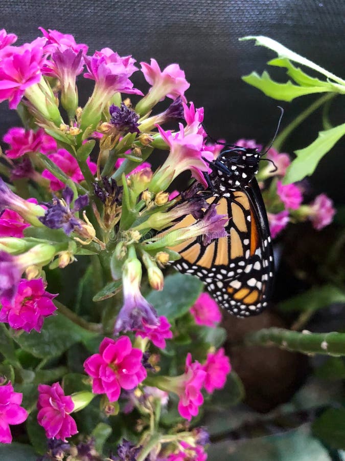 Young butterfly stock image. Image of flora, wild, green - 40079919