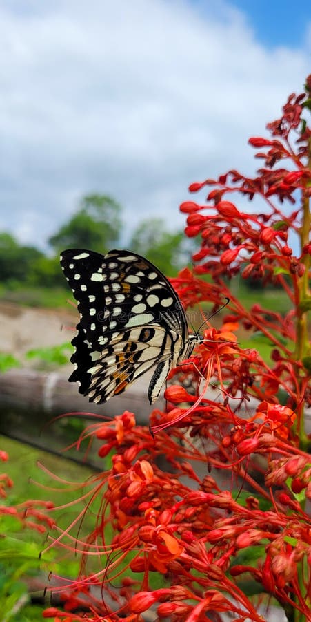 Butterfly and flowers stock image. Image of forest, besutiful - 339739153