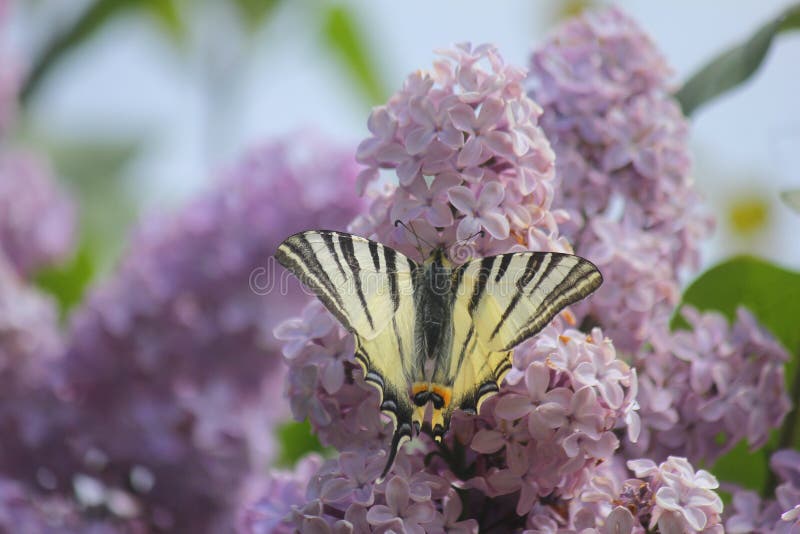 Butterfly on Flowers in Spring Stock Photo - Image of petal, insect ...