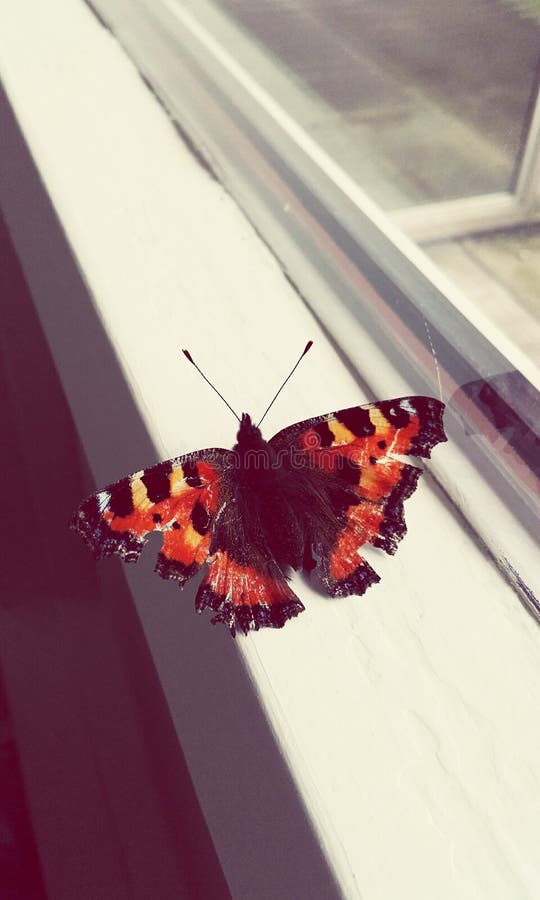 Butterfly / flutterby stock photo. Image of house, windowsill - 76587502