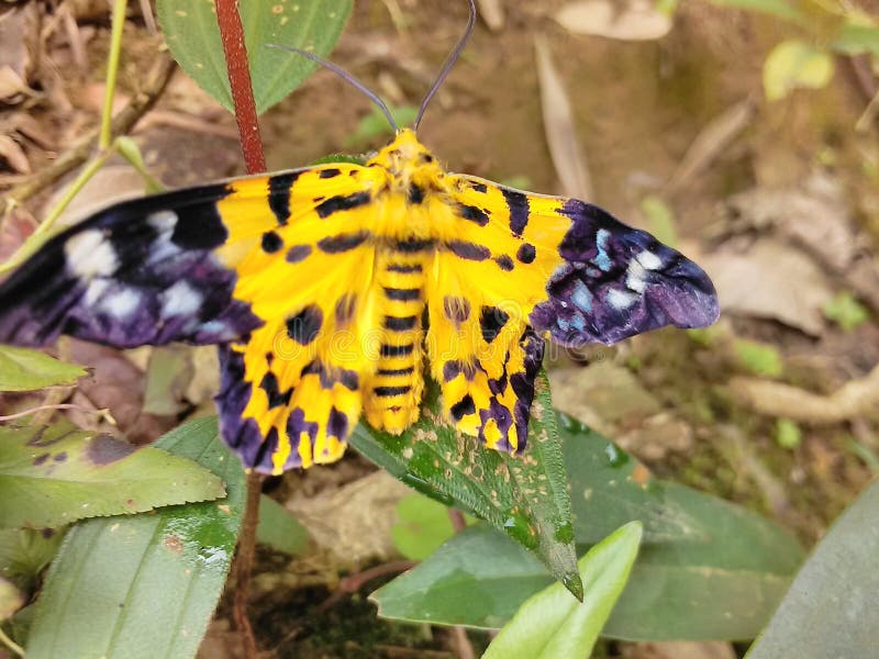 Butterfly stock photo. Image of tripura, flutterfly - 145471480