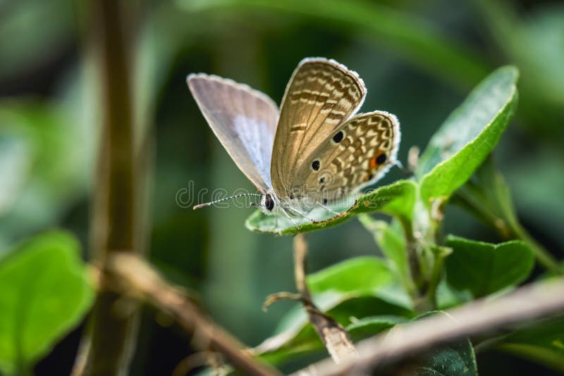 Butterfly stock photo. Image of light, appealing, good - 76746656