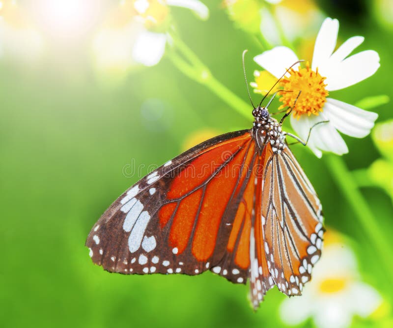 Butterfly fly stock photo. Image of beautiful, blossom - 31419360