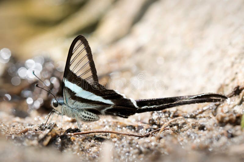 Butterfly fly in Thailand. stock photo. Image of environment - 81274702