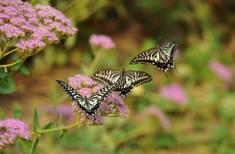 Butterfly flying stock photo. Image of chasing, butterflies - 15937428