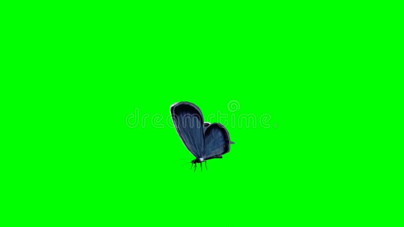 Butterfly Resting on Green Screen Stock Footage - Video of wildlife ...