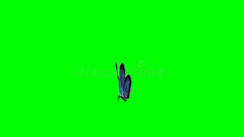 Butterfly Flying on Green Screen Stock Footage - Video of resting ...