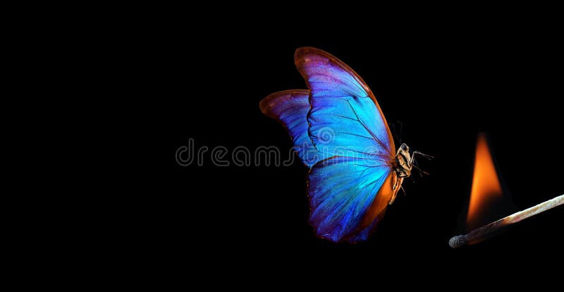 513 Burning Butterfly Stock Photos - Free & Royalty-Free Stock Photos ...