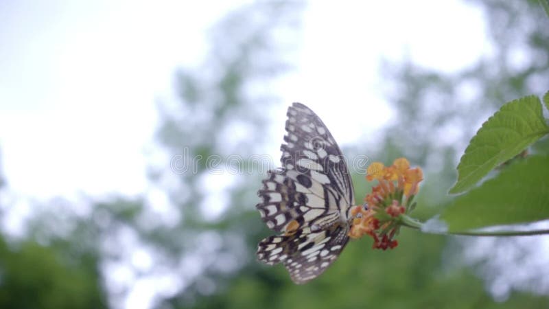 Butterfly Flying on Green Screen Stock Footage - Video of blue, green ...