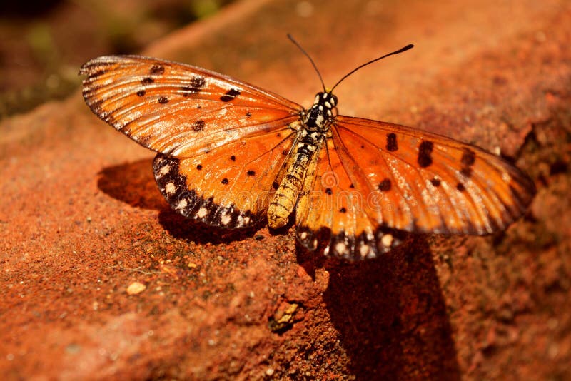 Soaking Wallpaper Stock Photos - Free & Royalty-Free Stock Photos from ...