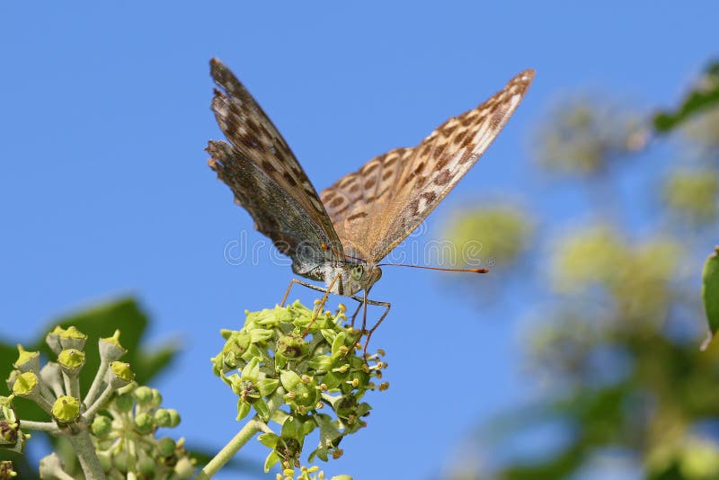 Butterfly stock image. Image of sunny, nature, colorful - 58994889