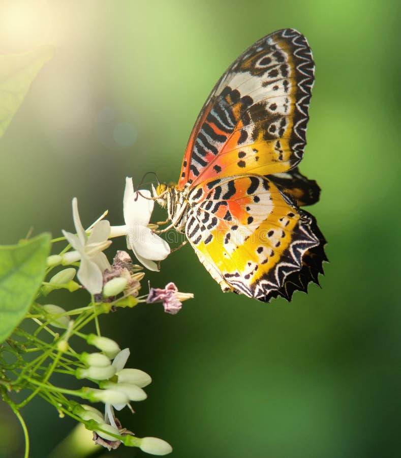 Butterfly in the Garden with Sun Light Stock Image - Image of black ...