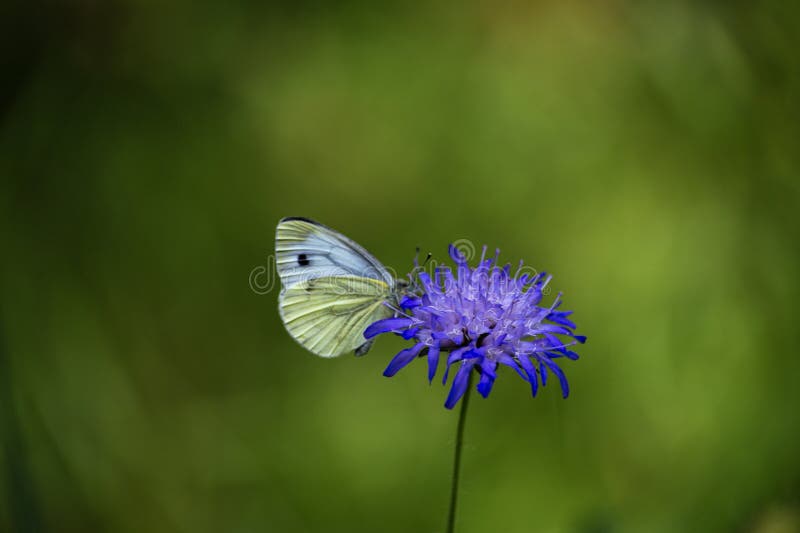 Butterfly in German Forest on Blue Flower Bloom Stock Image - Image of ...