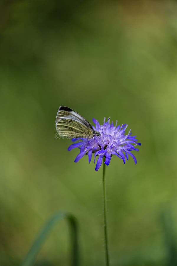 Butterfly in German Forest on Blue Flower Bloom Stock Photo - Image of ...