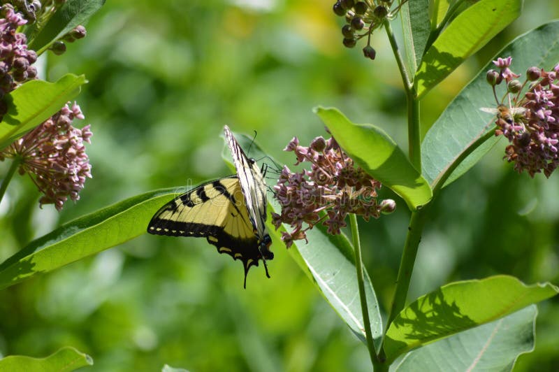 Tiger tail butterfly stock photo. Image of flower, tail - 137352756