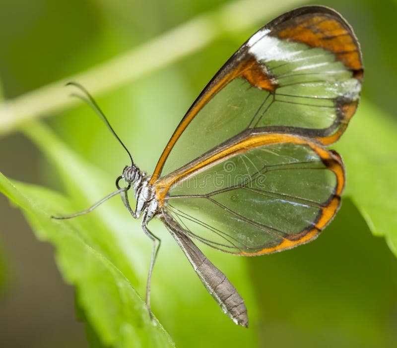 Butterfly Wing Close Up. stock photo. Image of environment - 15177182