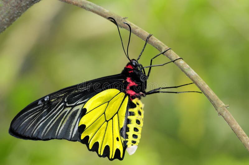 Butterfly - Golden Birdwing Stock Photo - Image of natural, insect: 8780782