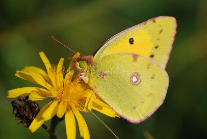Butterfly: Golden eight stock image. Image of flower - 171767935