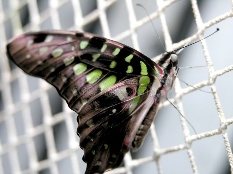 Butterfly (graphium Agamemnon) Stock Image - Image of life, insect ...