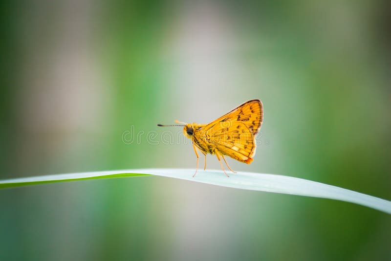 Butterfly stock photo. Image of nice, flower, wing, appealing - 33354846