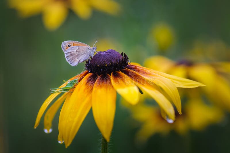 Butterfly and Grasshopper Nymph Stock Image - Image of wildlife, macro ...
