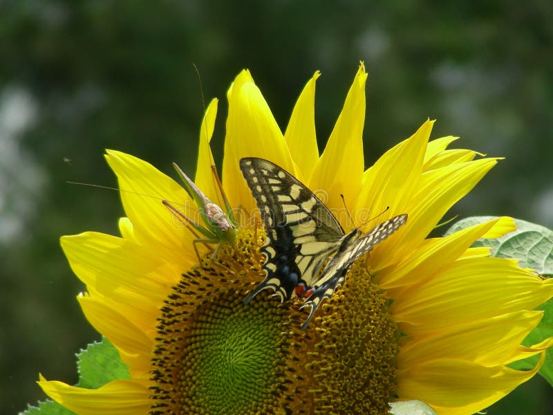 Butterfly Grasshopper Sunflower Stock Image - Image of natural, color ...