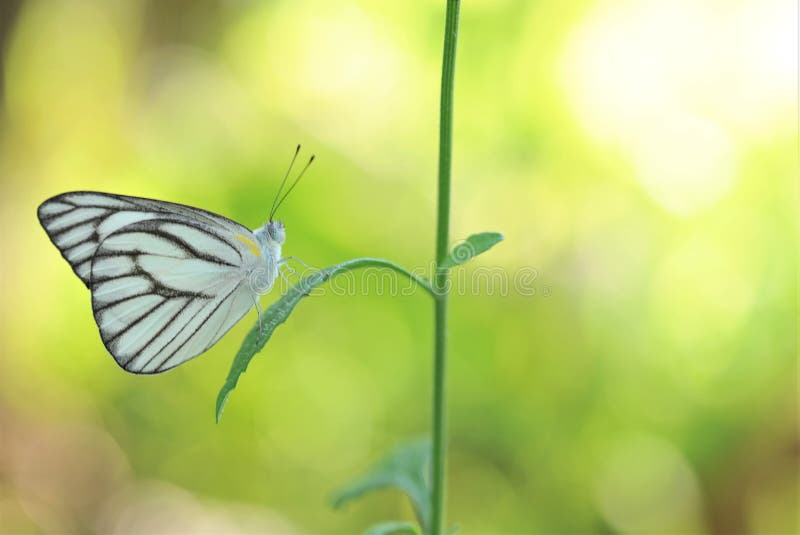 Butterfly and the Green Background Stock Photo - Image of ...