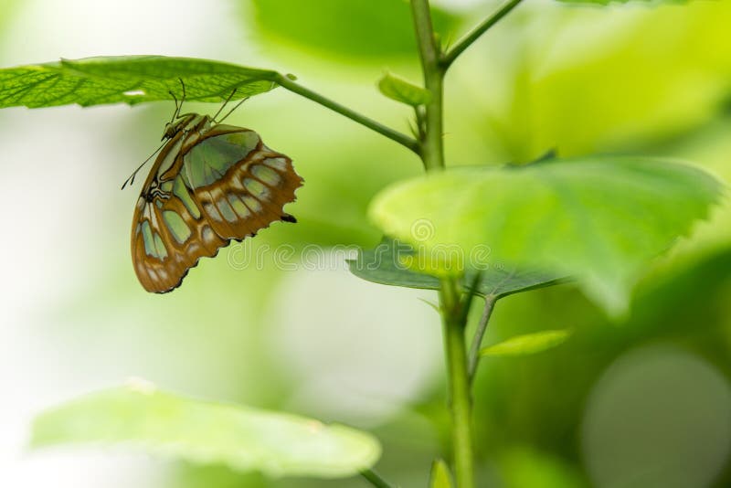 Butterfly Top and Bottom View Stock Image - Image of butterfly, wing ...
