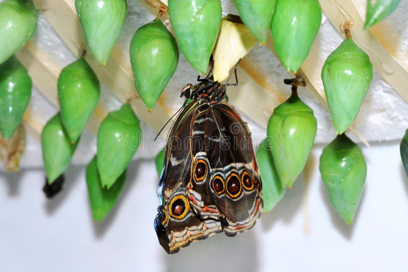 Butterfly and Green Cocoons Stock Image - Image of tropical, growth ...