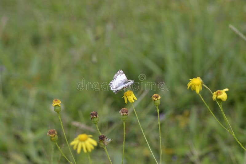 BUTTERFLY - Green - FLOWERS Stock Photo - Image of butterfly, nature ...