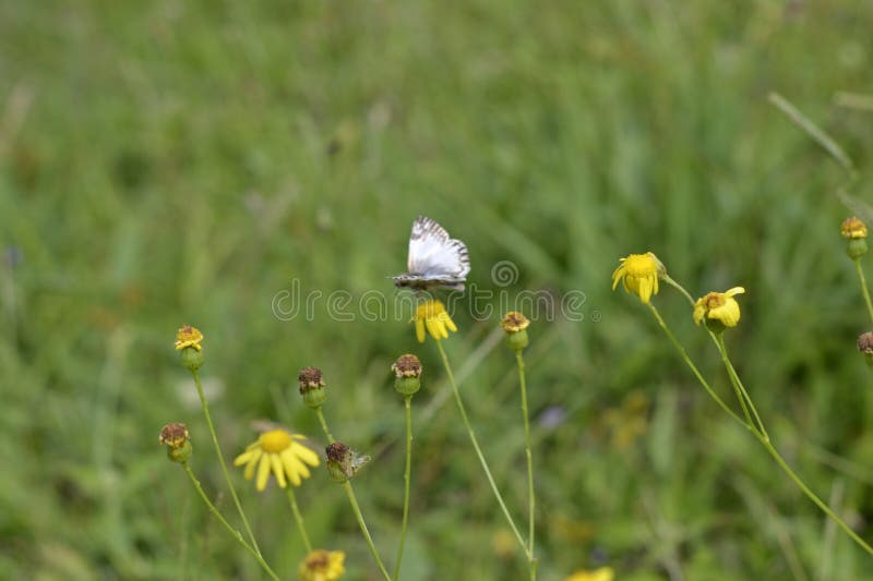 BUTTERFLY - Green - FLOWERS Stock Image - Image of butterfly, flowers ...
