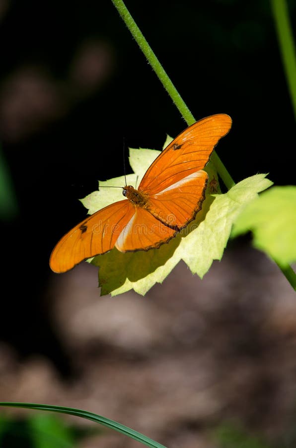 Butterfly Green and gold stock image. Image of diaphanous - 25397549