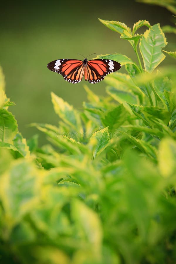 Butterfly on green tree stock image. Image of forest - 27106923