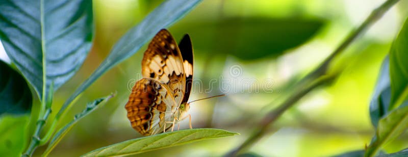 Butterfly stock photo. Image of invertebrate, flower - 181911134