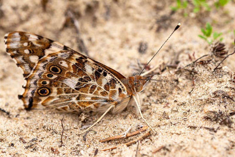 Insect Absorbing Stock Photos - Free & Royalty-Free Stock Photos from ...