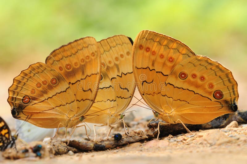 Butterfly on Ground, Sephisa Princeps Stock Photo - Image of discovery ...