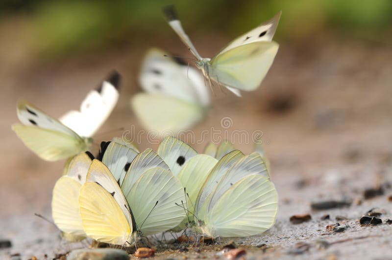 Butterfly on Ground, Sephisa Princeps Stock Photo - Image of discovery ...