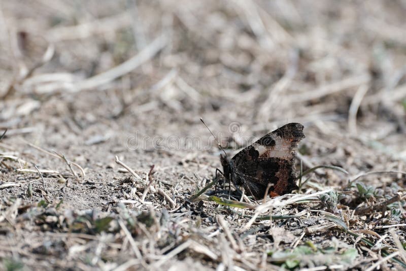Butterfly on the Ground Early Spring. First Butterfly of the Season ...