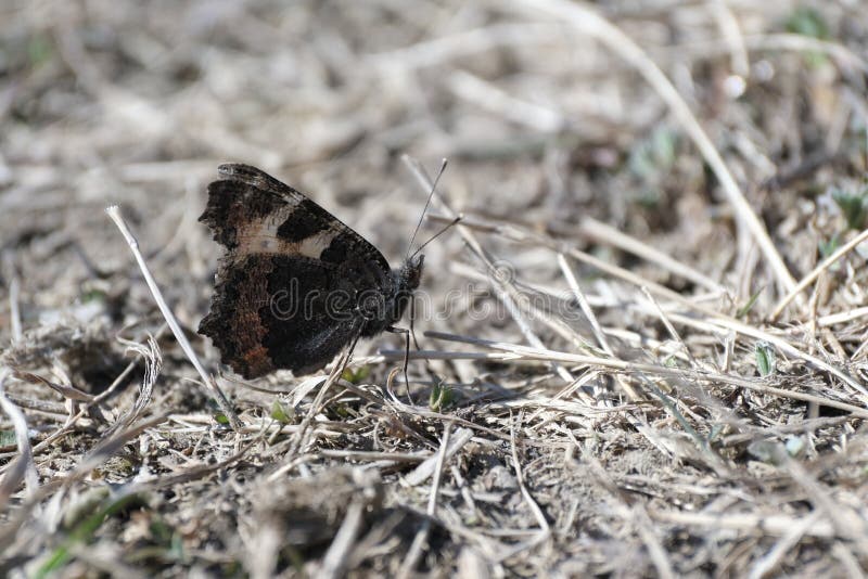 Butterfly on the Ground Early Spring. First Butterfly of the Season ...