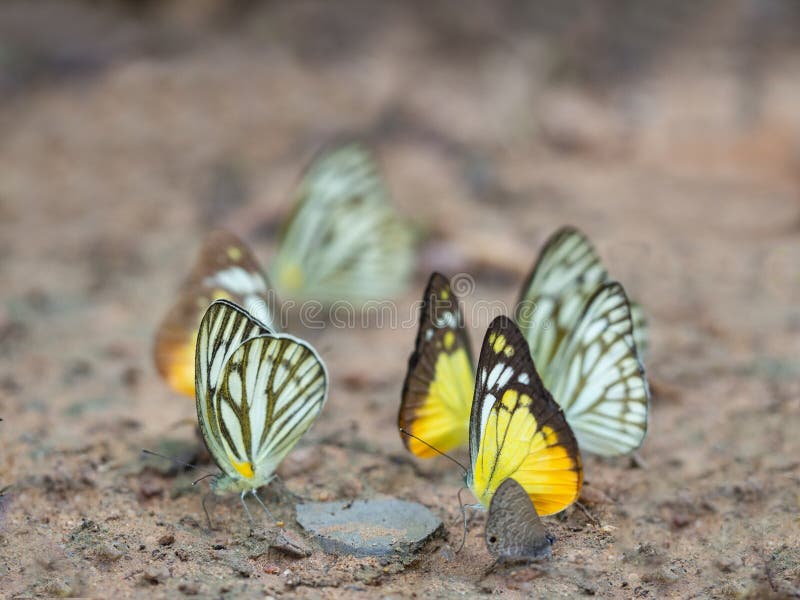 Butterfly on the Ground, Flock of Butterfly, Butterflies in Nature ...