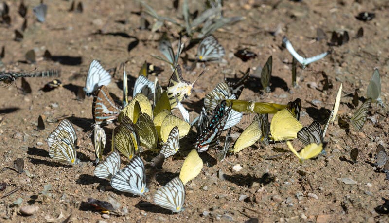 Butterfly on the Ground, Flock of Butterfly, Butterflies in Nature ...
